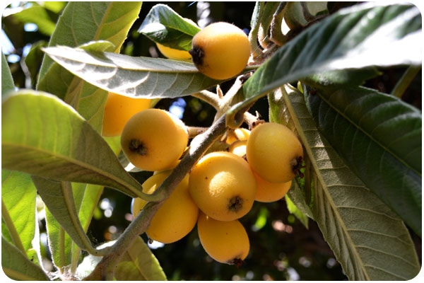 first loquats of the season – parlato design studio